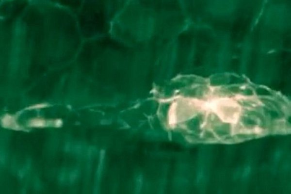 Video razvoja zebraste ribice pobjeđuje konkurenciju | Novi.ba