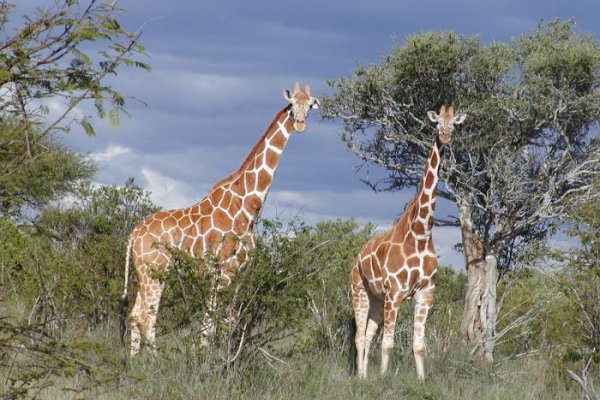 NESVAKIDAŠNJI PRIZOR: Rijetko viđene slike žirafe kako spava! | Novi.ba