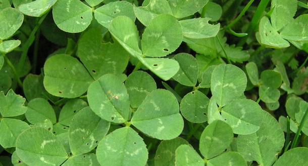 DJETELINA SA ČETIRI LISTA D0NOSI SREĆU: A znate li šta će se desiti ako ...