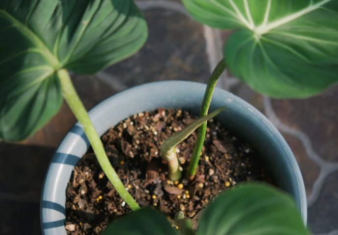 OVAKO SE GAJI ADAM, ČUDNA I RASKOŠNA BRZORASTUĆA BILJKA: "Zaplače" kad ...