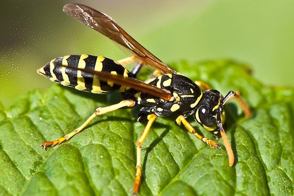 OTROV OSE MOŽE IZAZVATI VELIKE PROBLEME: Ako vas osa ubode, potrebno je ...