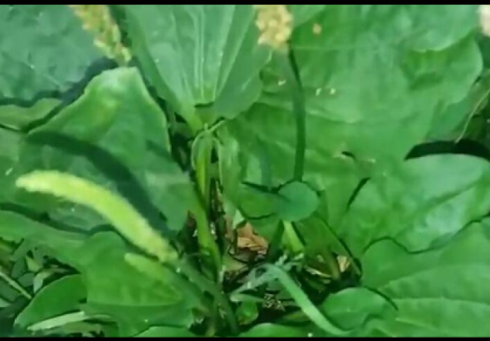 ČUPATE JE JER MISLITE DA JE KOROV, A ZAPRAVO JE VEOMA ZDRAVA: Ova ...