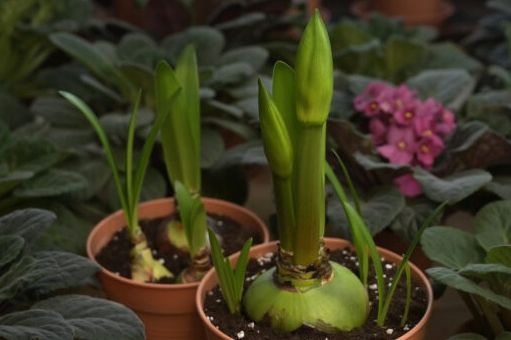 Stavite mrvicu ovoga u saksiju oko cvieća i gledajte čudo: Za samo dan-dva biljke će BUJATI KAO ...