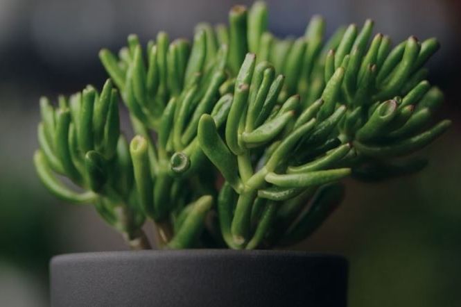 SIMBOL ENERGIJE I NOVCA: Ovu biljku svaki dom treba da ima - Novi.ba